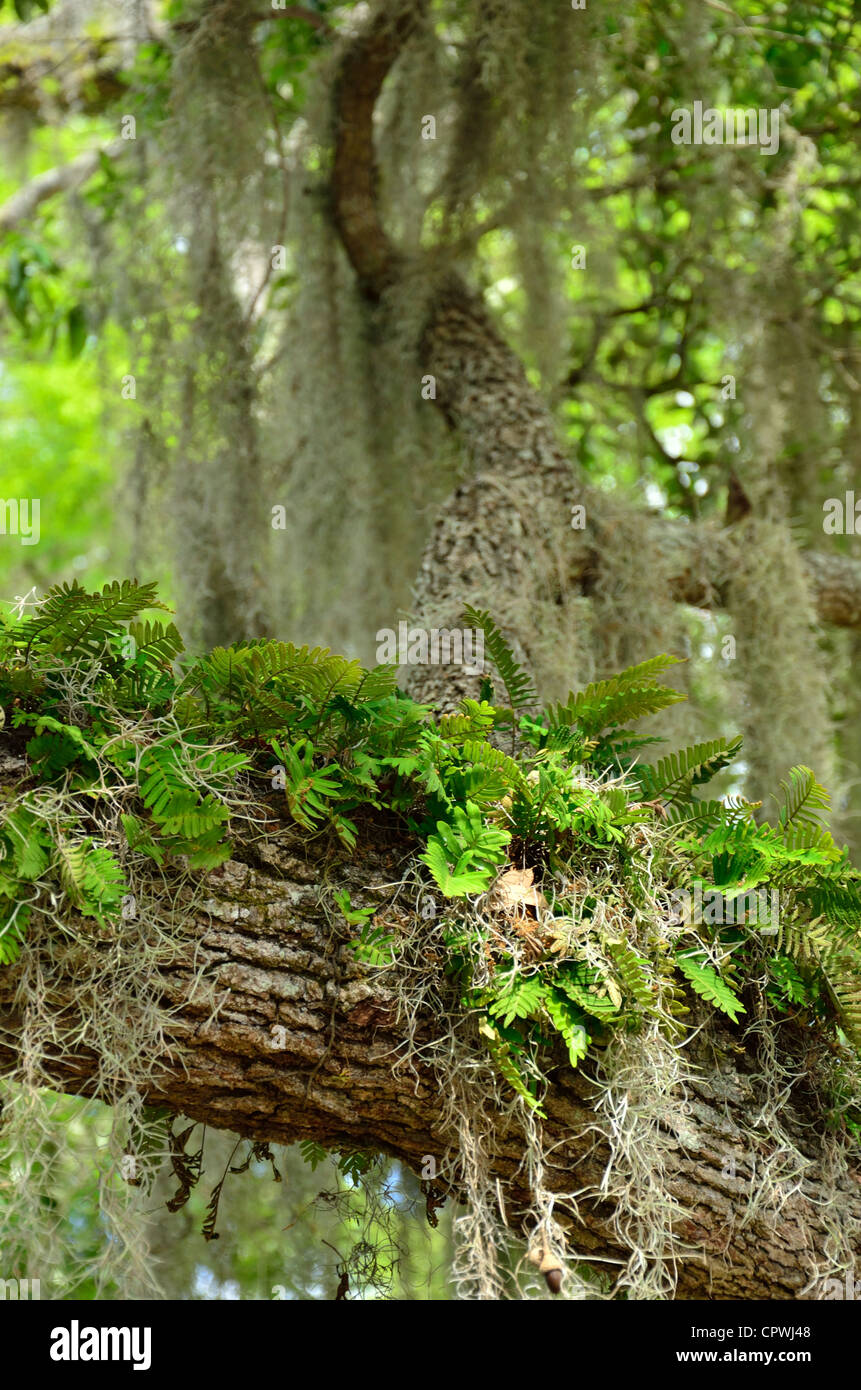 Resurrection fern striking contrast to Spanish moss on oak tree Stock ...