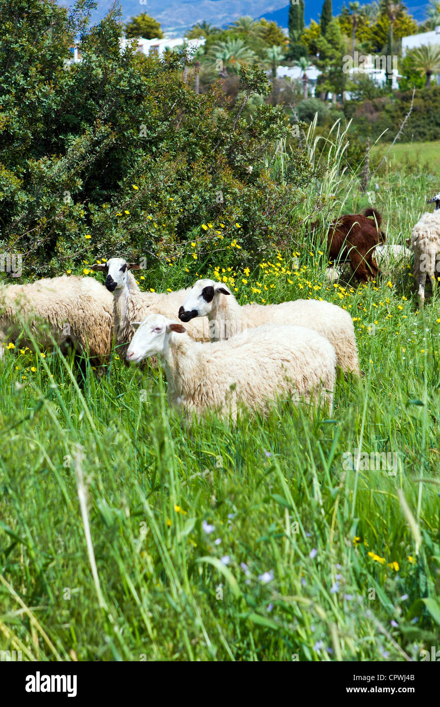 Sheep cyprus hi-res stock photography and images - Alamy