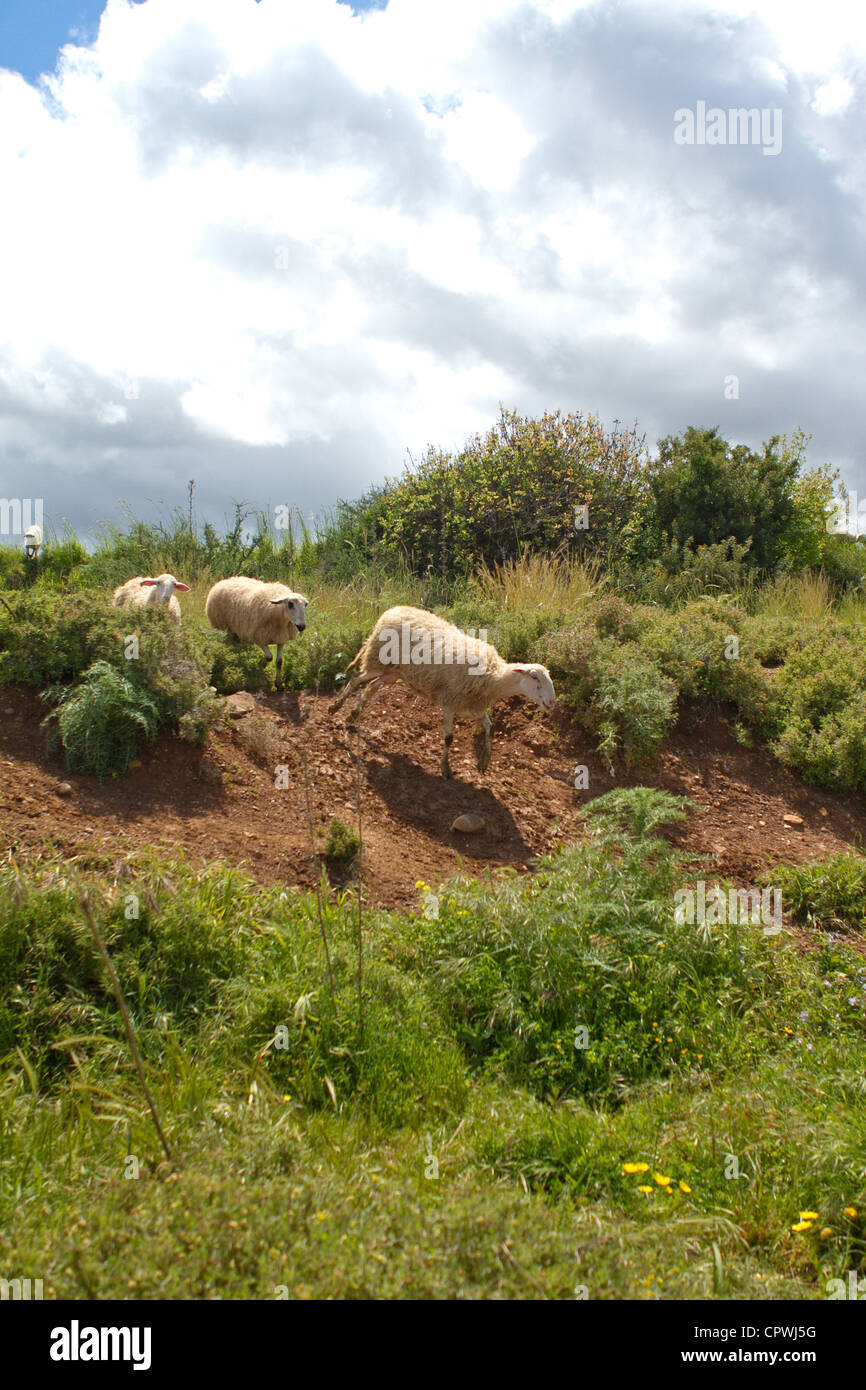 Jumping sheep hi-res stock photography and images - Alamy