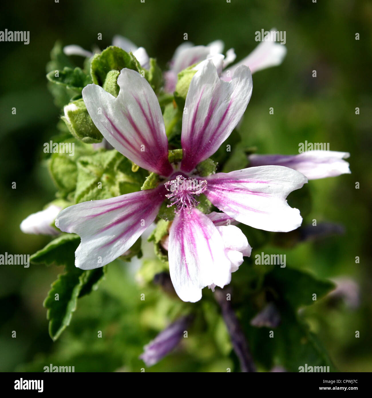 zebra mallow flower Stock Photo - Alamy