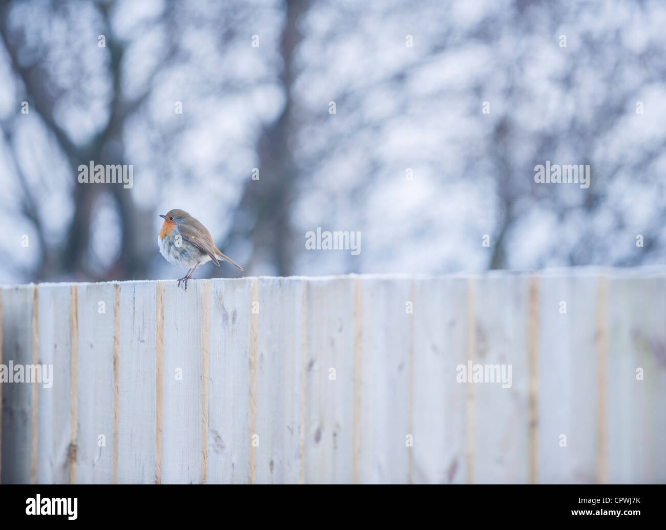 Robin Fence High Resolution Stock Photography and Images - Alamy