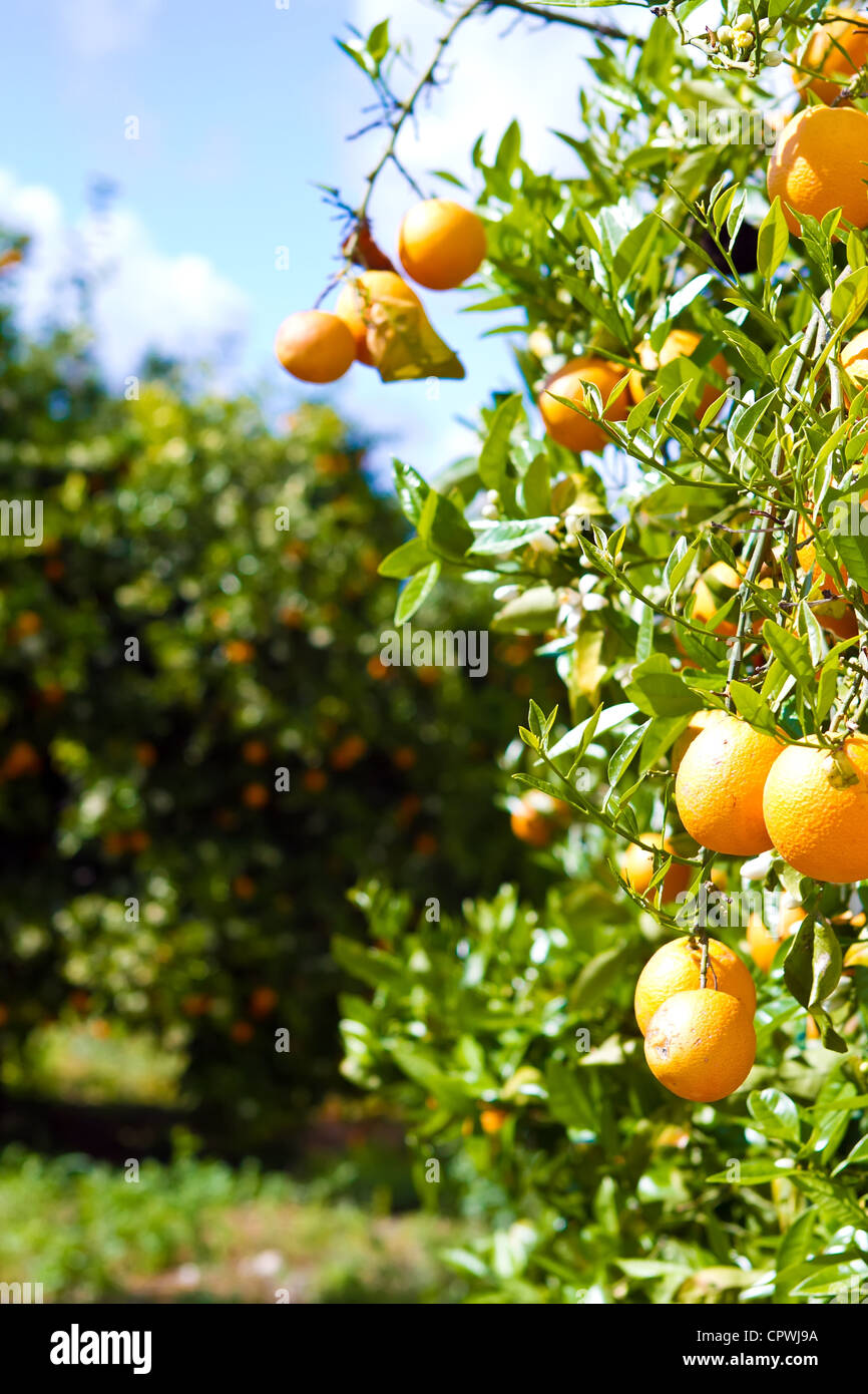 Cyprus oranges hi-res stock photography and images - Alamy