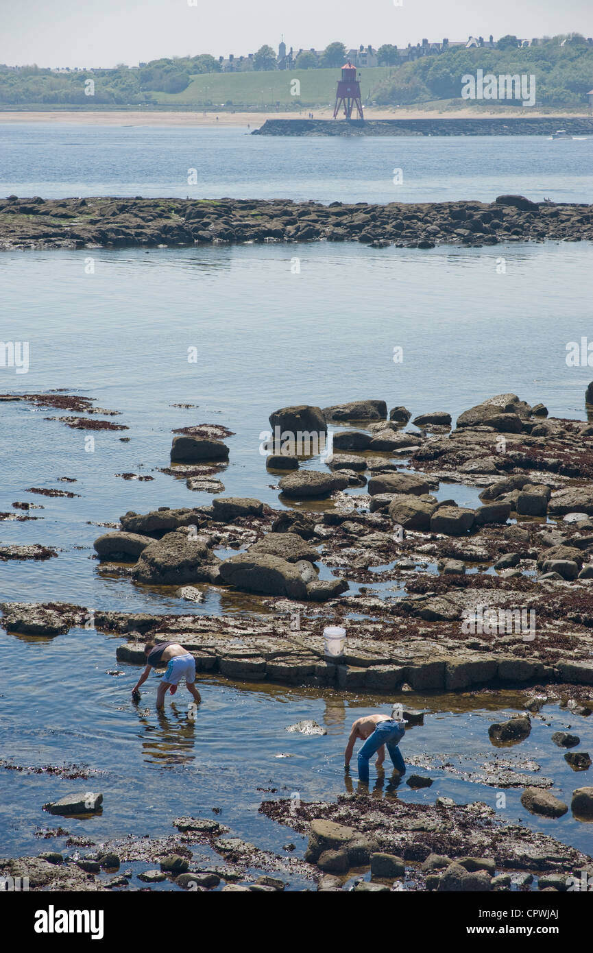 Two men gatherering fishing bait at Tynemouth Stock Photo - Alamy