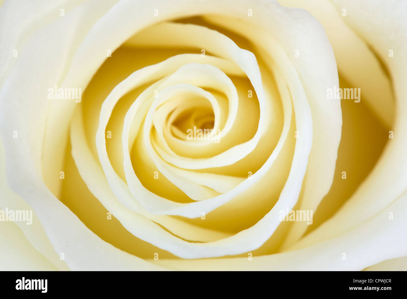 close up view of a beautiful white rose Stock Photo - Alamy