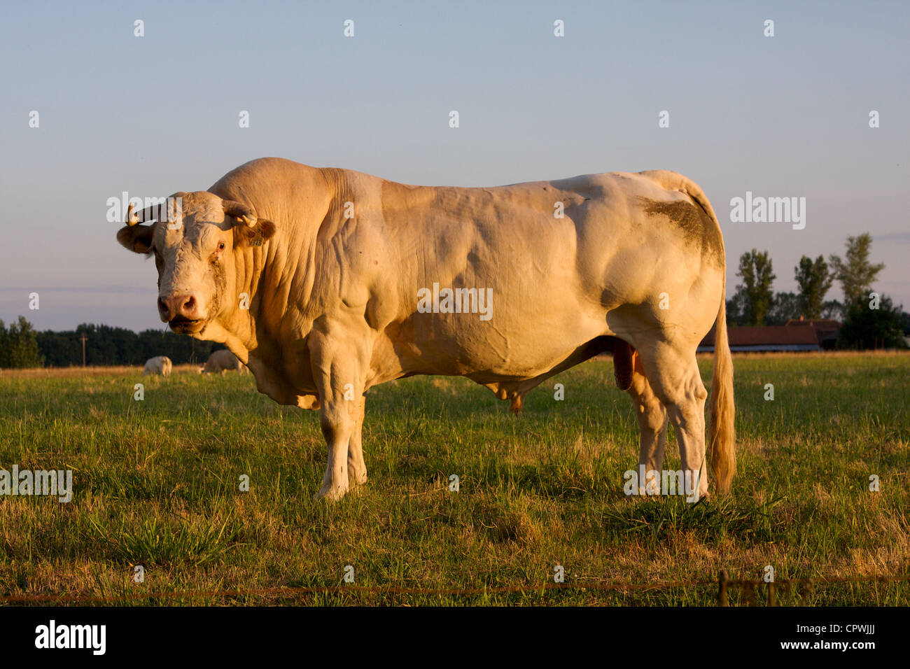 Bull in a field Stock Photo - Alamy