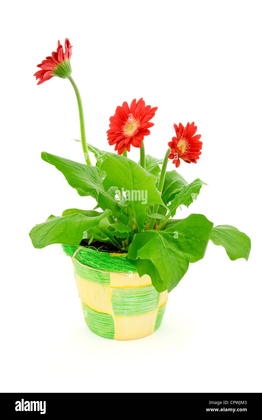 Gerbera in pot on Cut Out Stock Images & Pictures - Alamy