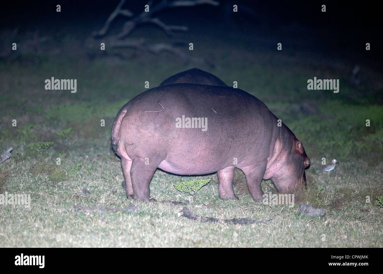Hippo feeding at night hi-res stock photography and images - Alamy