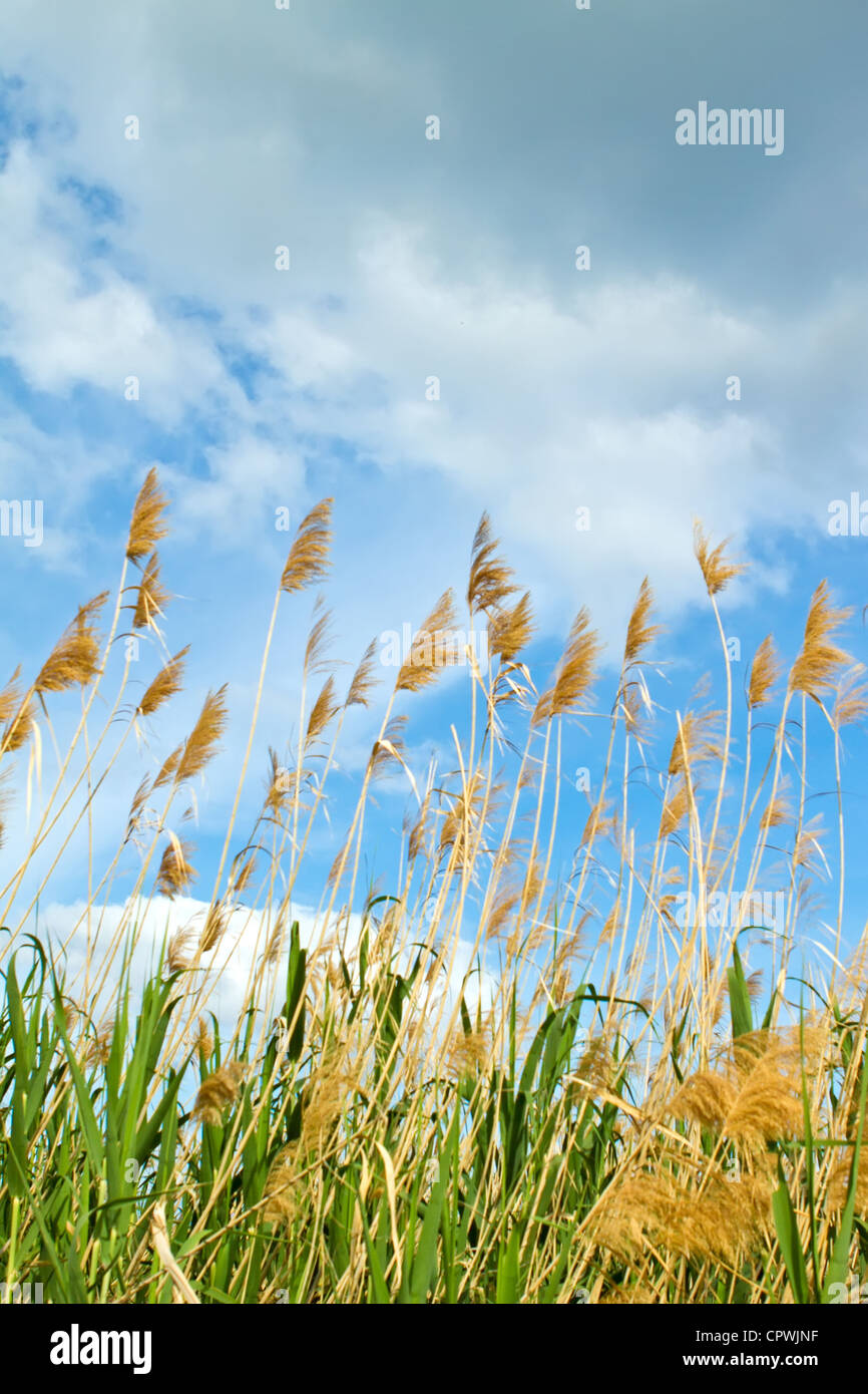 Latchi Beach near Polis in Cyprus Stock Photo - Alamy