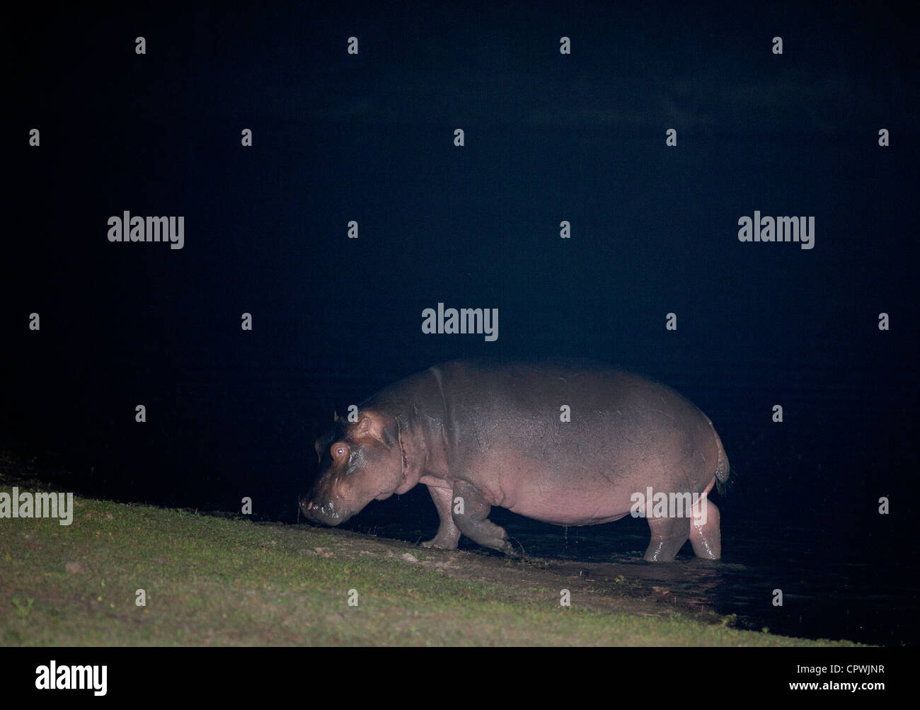 Hippopotamus (Hippopotamus amphibius) feeding at night in Sabi Sand ...