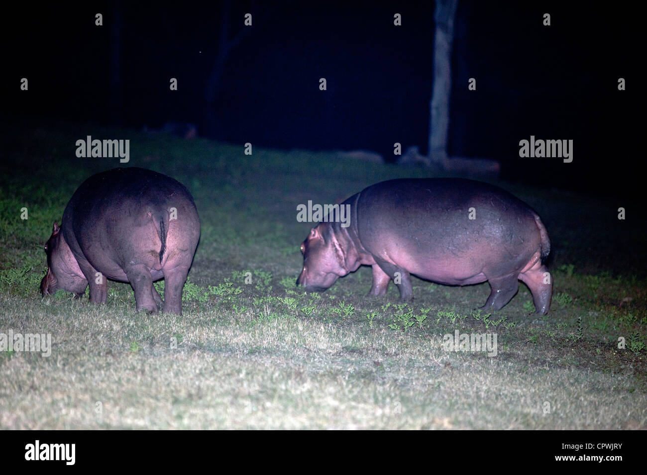 Hippopotamus (Hippopotamus amphibius) feeding at night in Sabi Sand ...