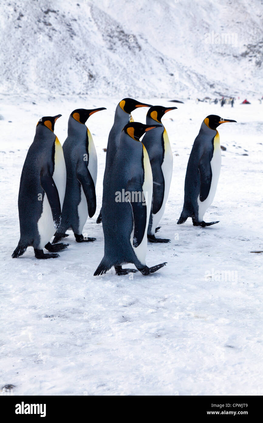 Penguins snow hi-res stock photography and images - Alamy