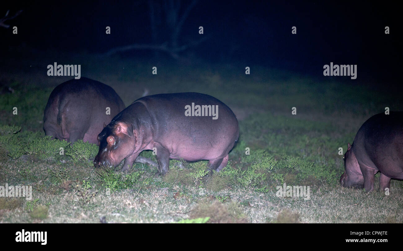 Hippo feeding at night hi-res stock photography and images - Alamy