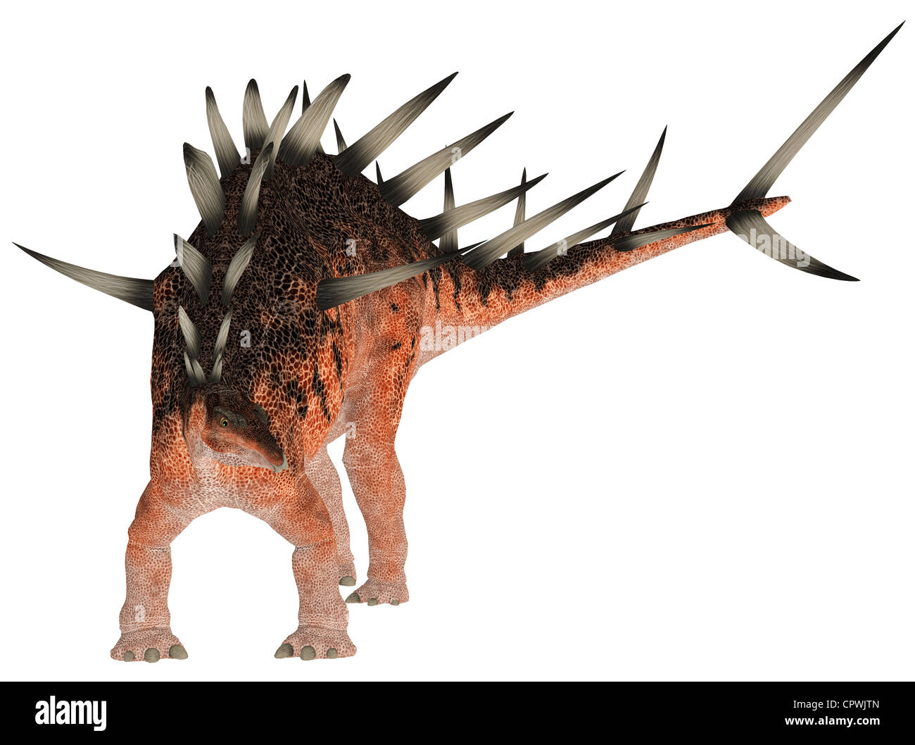 Illustration of a Kentrosaurus (dinosaur species) isolated on a white ...