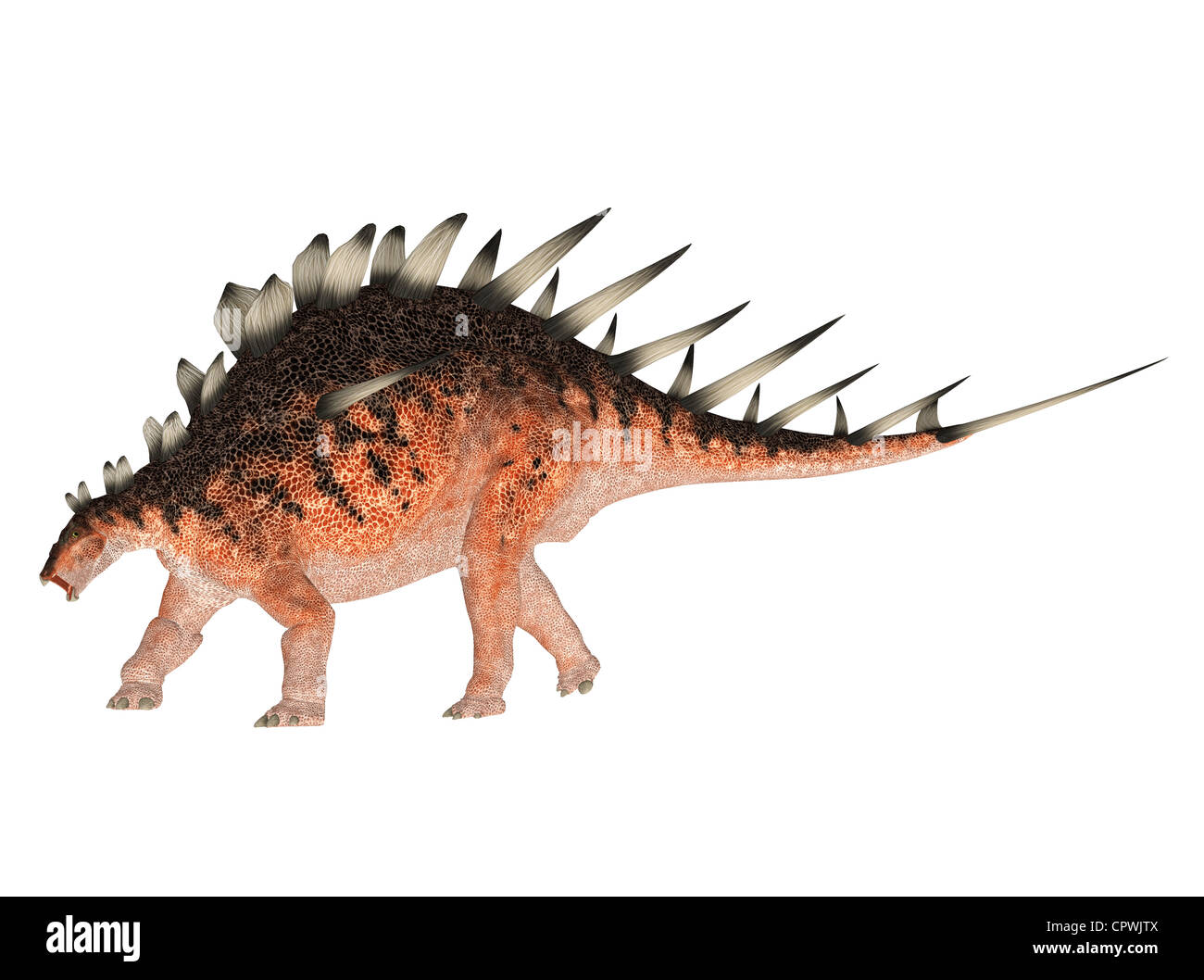 Kentrosaurus Dinosaur