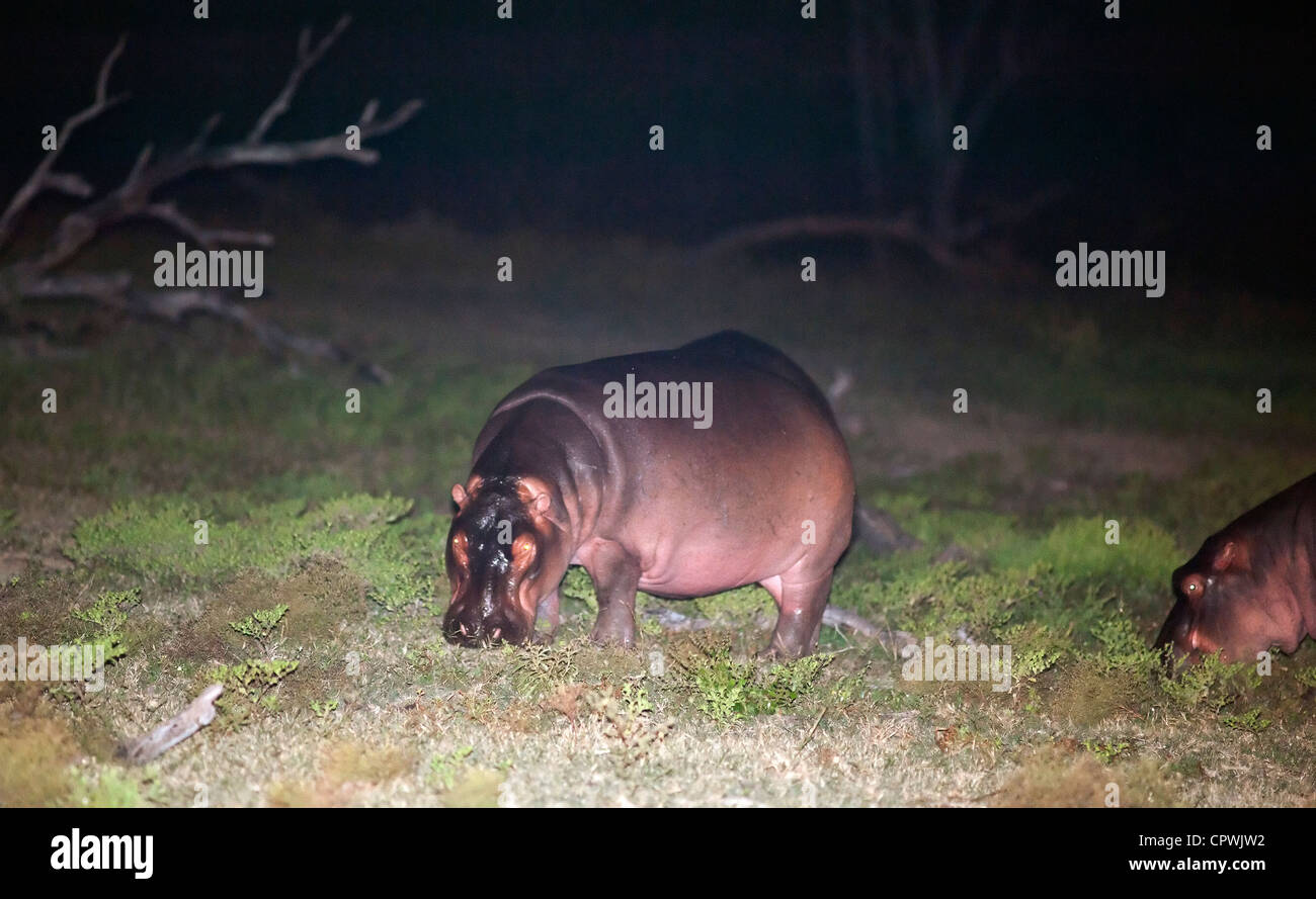 Hippopotamus (Hippopotamus amphibius) feeding at night in Sabi Sand ...