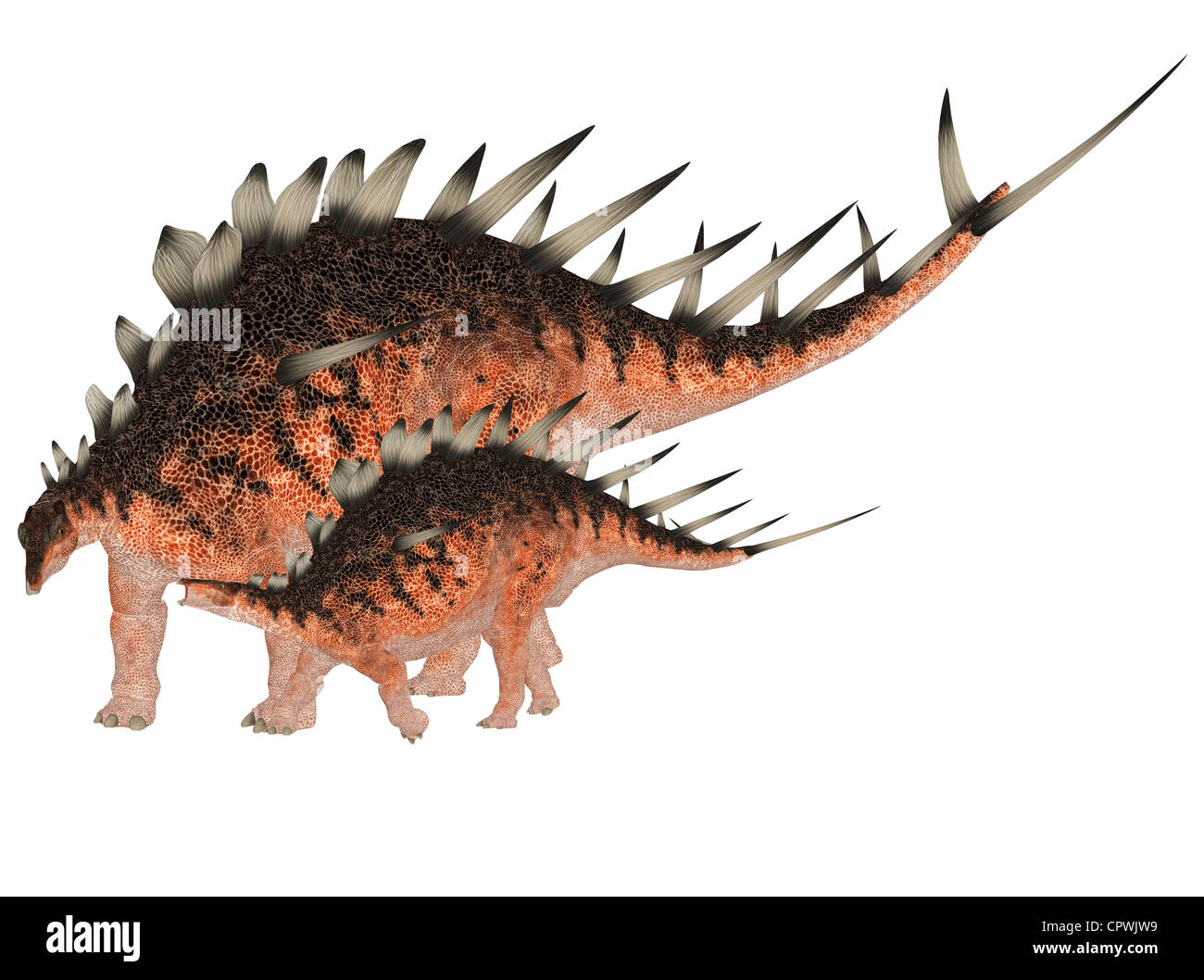 Illustration of an adult and a young Kentrosaurus (dinosaur species ...