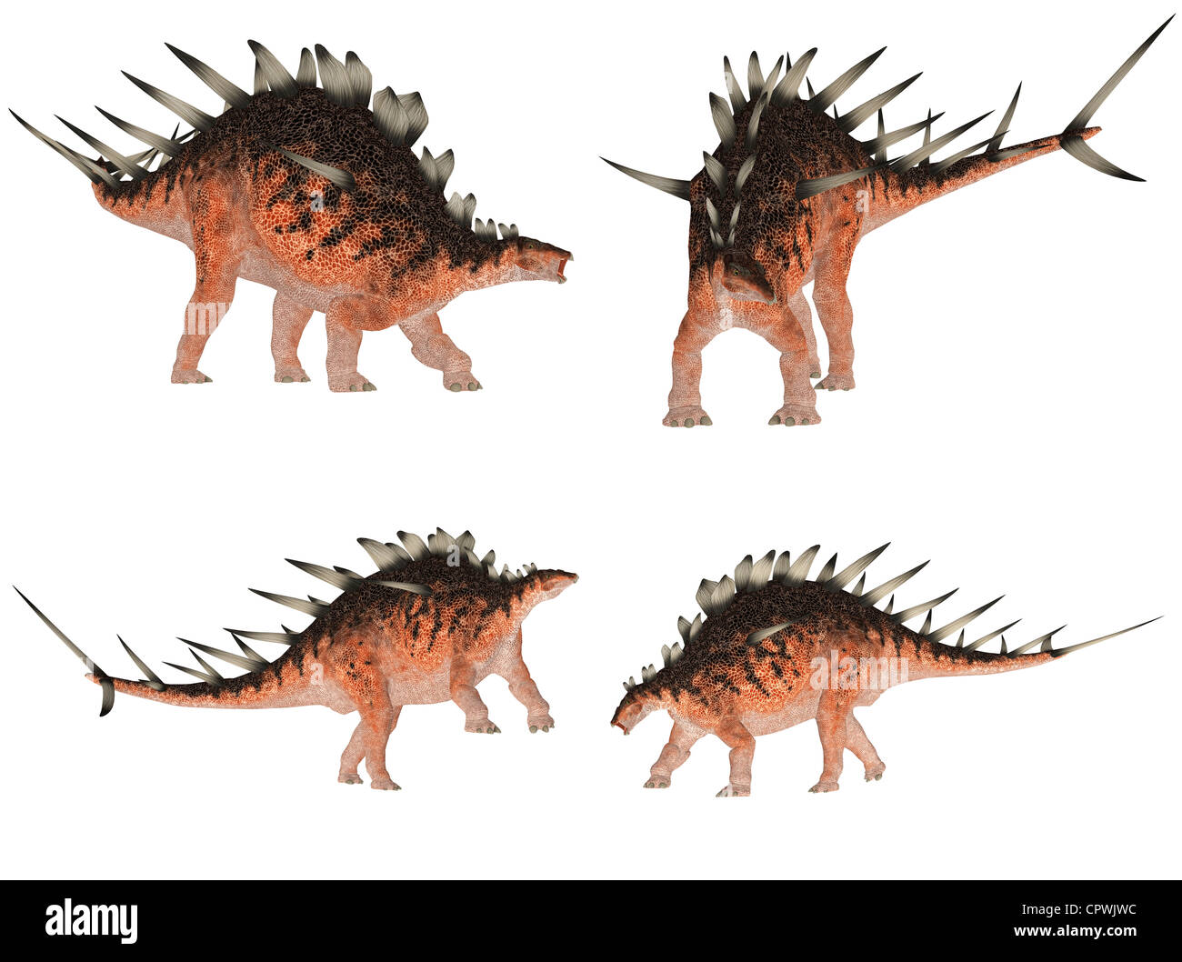 Kentrosaurus Dinosaur