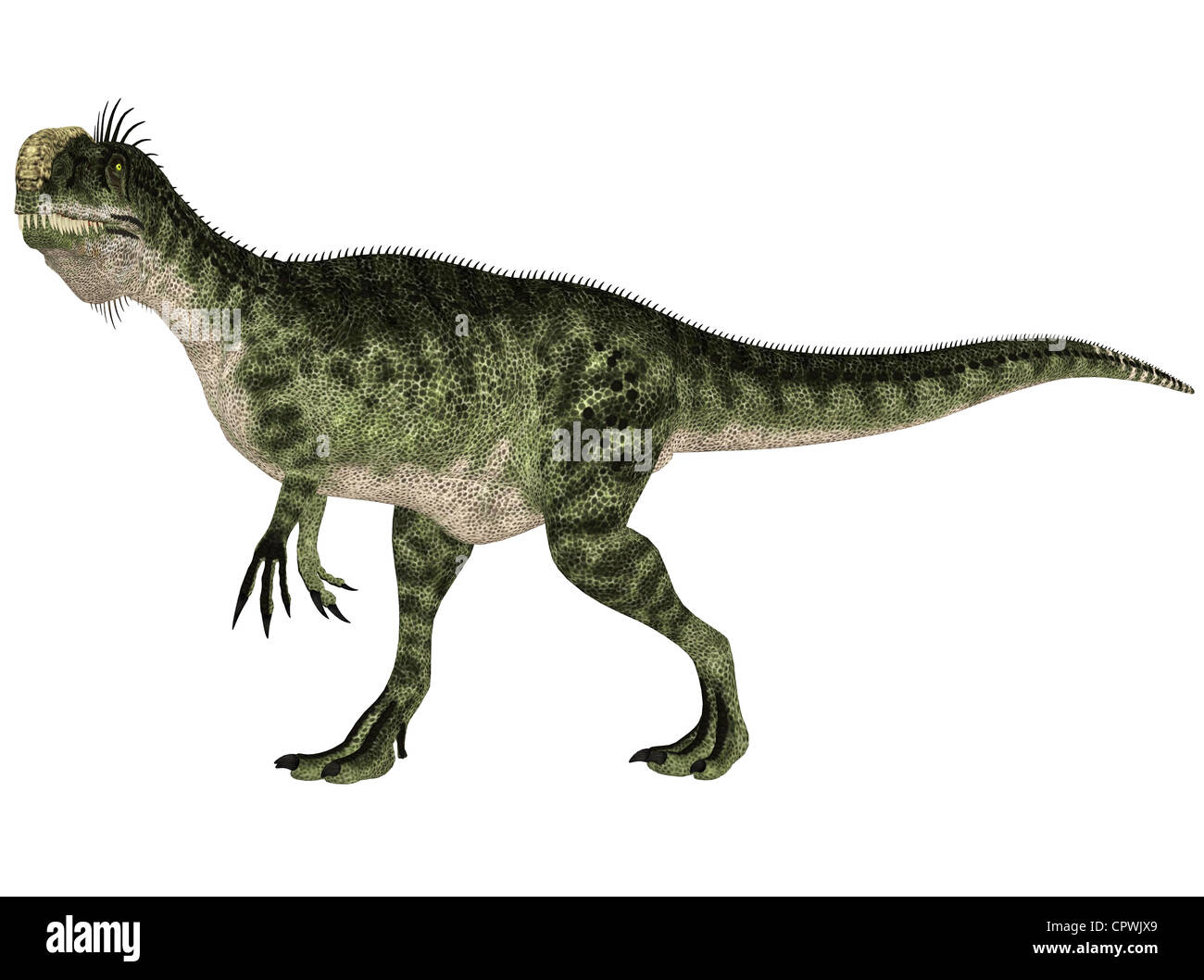 Illustration of a Monolophosaurus (dinosaur species) isolated on a ...