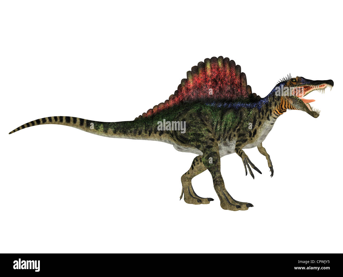Illustration of a Spinosaurus (dinosaur species) isolated on a white ...