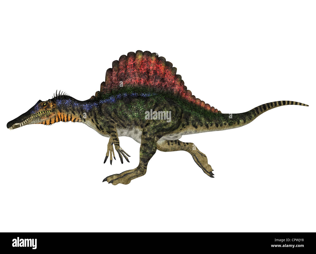 Illustration of a Spinosaurus (dinosaur species) isolated on a white ...
