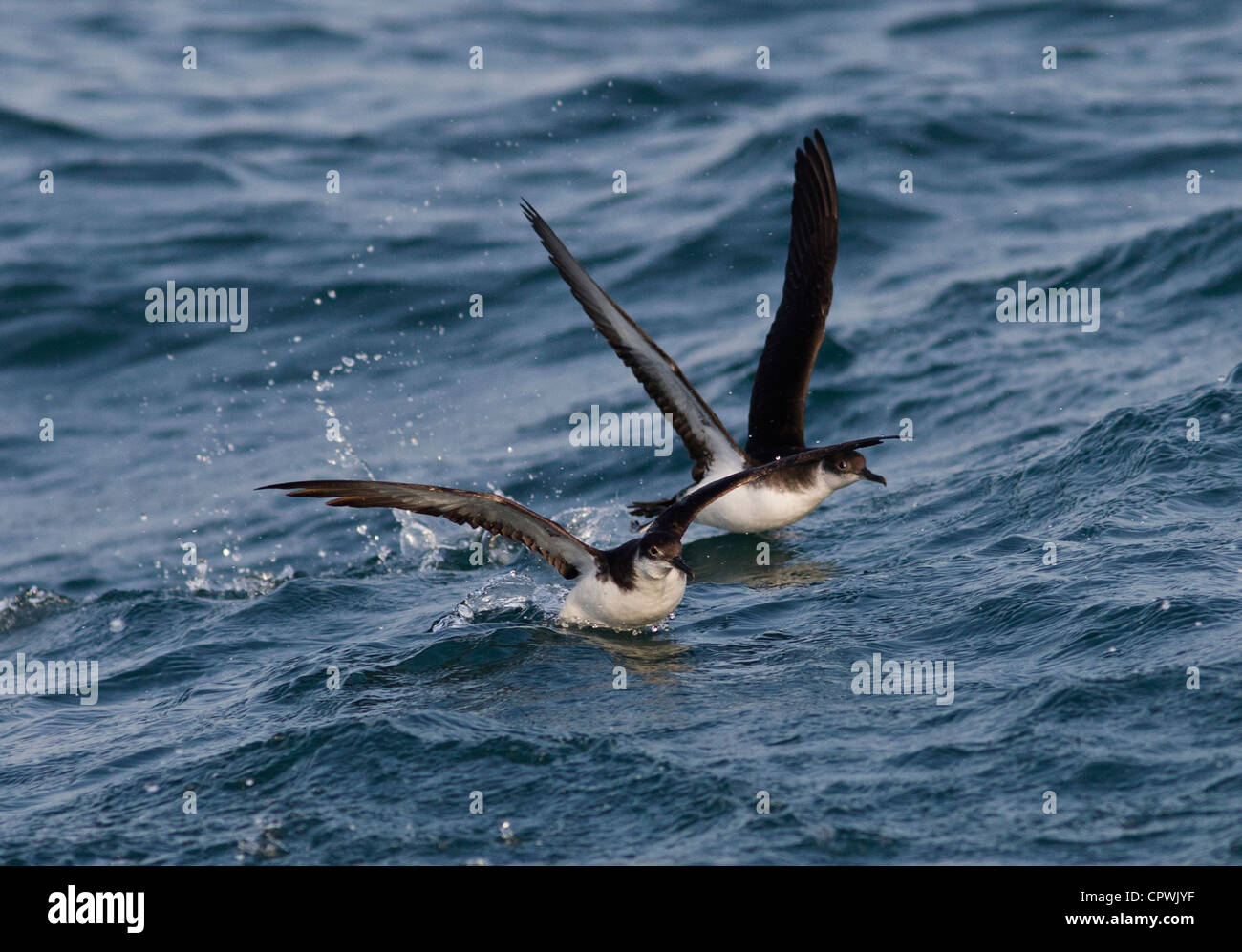 Manx Shearwaters Puffinus puffinus taking off from the sea Stock Photo ...