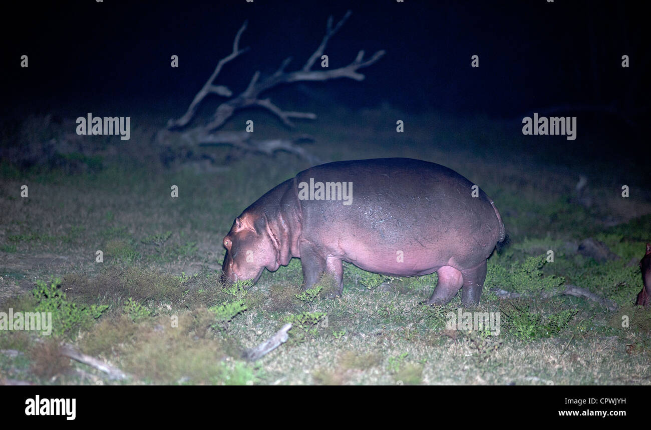 Hippopotamus (Hippopotamus amphibius) feeding at night in Sabi Sand ...