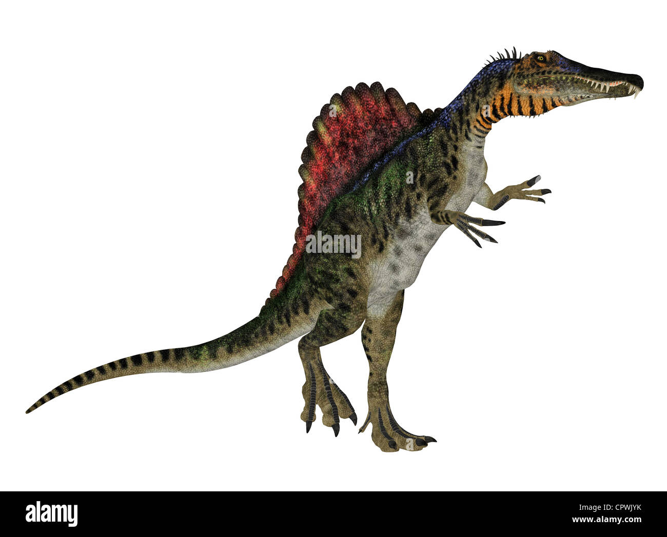 Illustration of a Spinosaurus (dinosaur species) isolated on a white ...