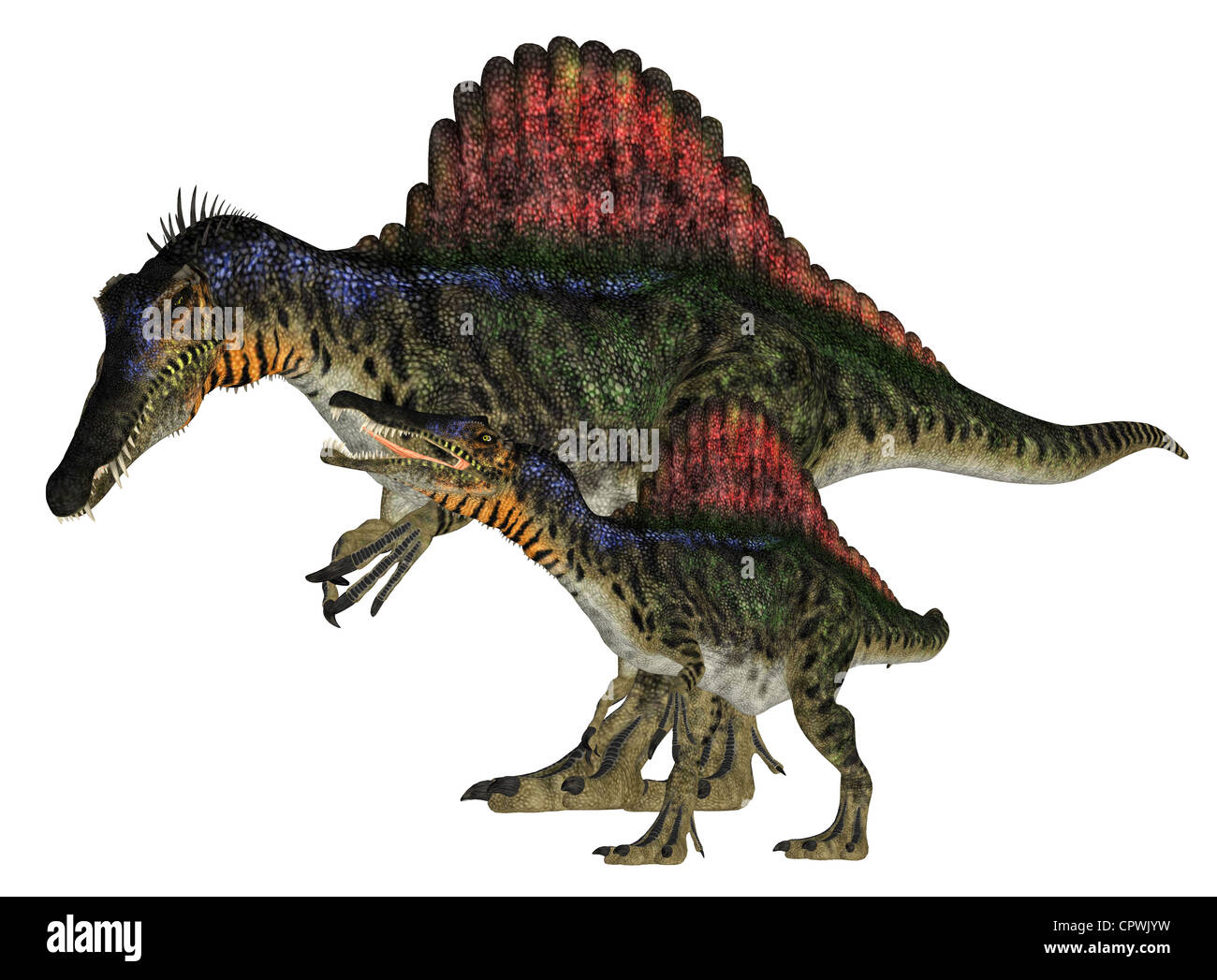 Illustration of an adult and a young Spinosaurus (dinosaur species ...
