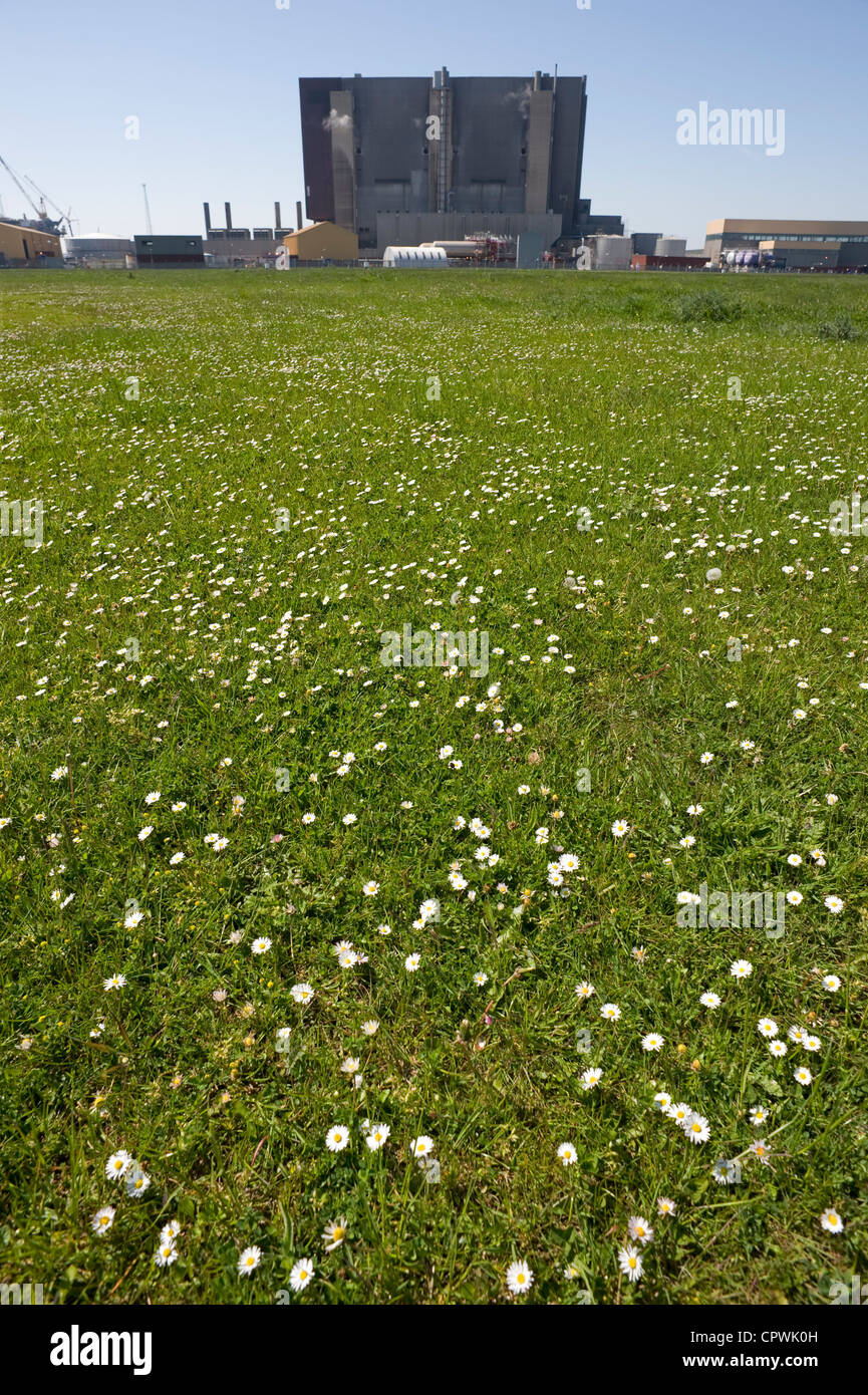 Daisies in the foreground of Hartlepool Nuclear power station Stock ...