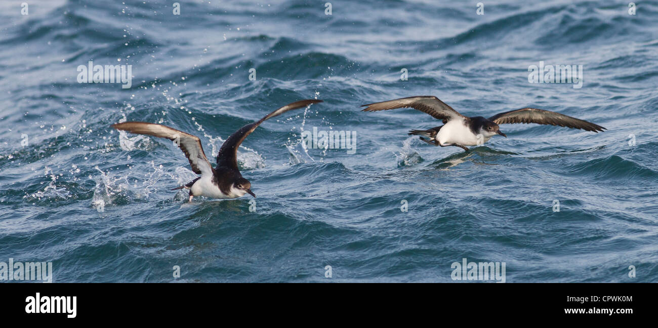 Manx Shearwaters Puffinus puffinus taking off from the sea Stock Photo ...