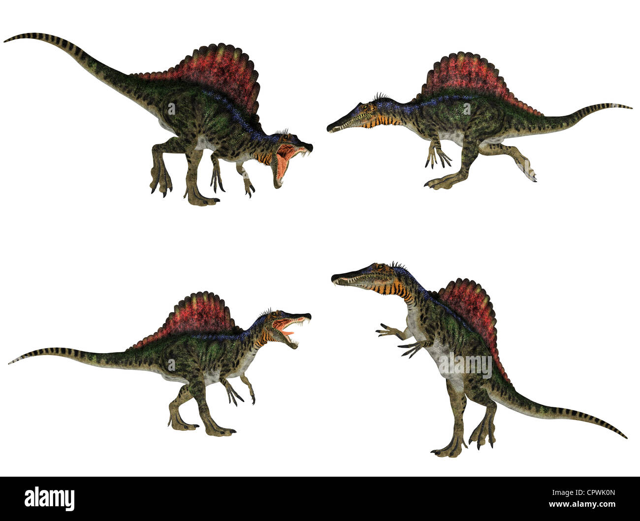 Illustration of a pack of four (4) Spinosaurus (dinosaur species) with ...