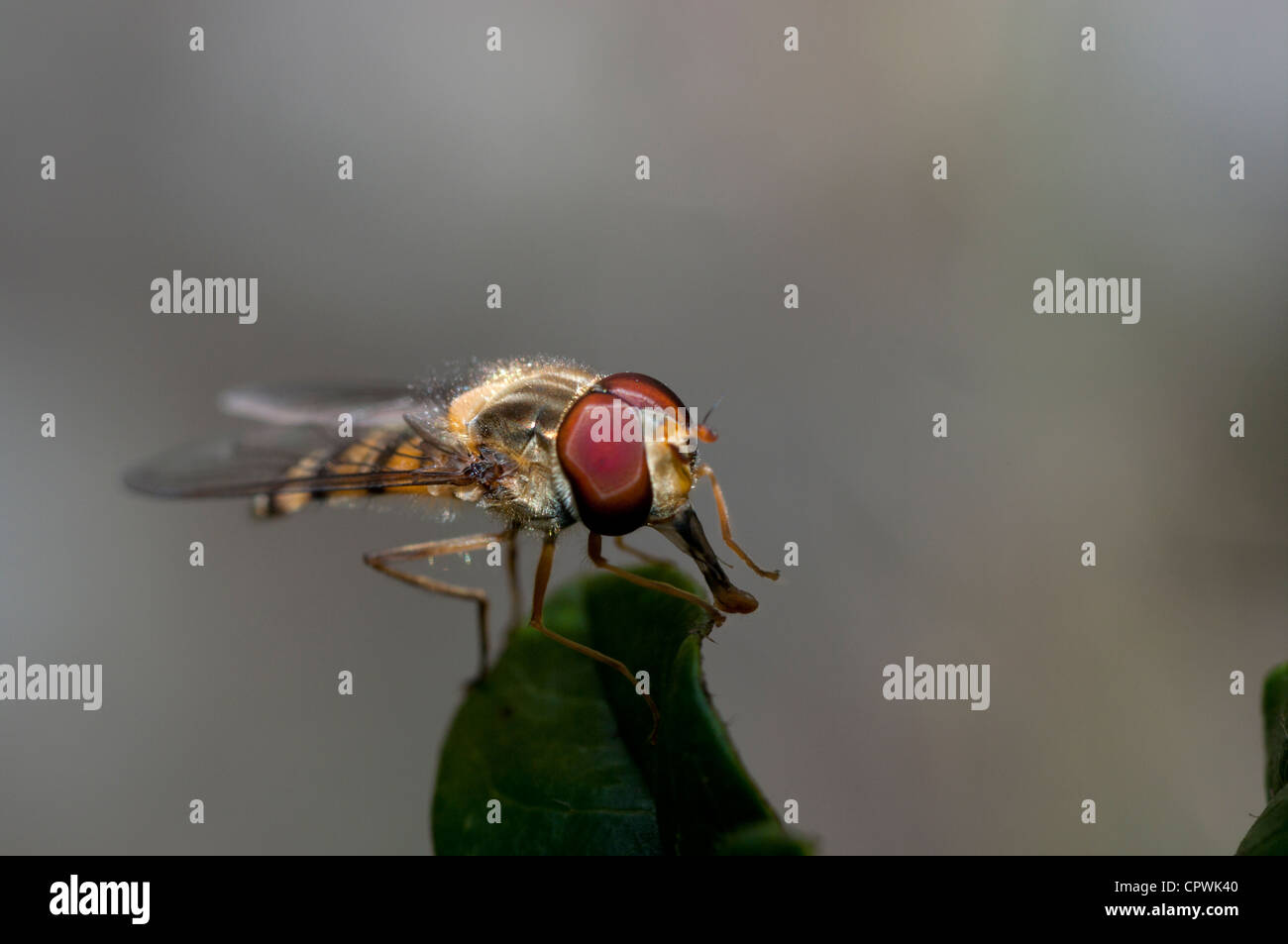 Close up of a Hoverfly Stock Photo - Alamy