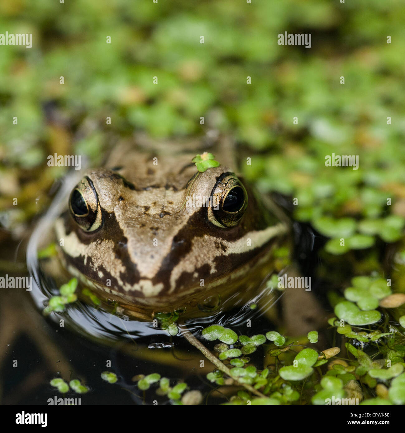 Watching frog hi-res stock photography and images - Alamy