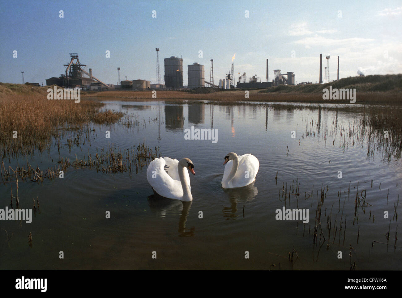 Two swans & the former British Steel works at Redcar, now operated by ...