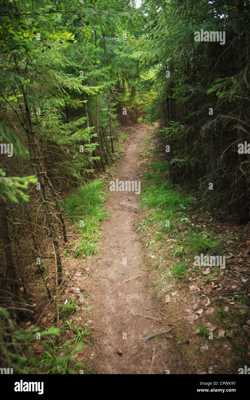 Dense pathway hi-res stock photography and images - Alamy