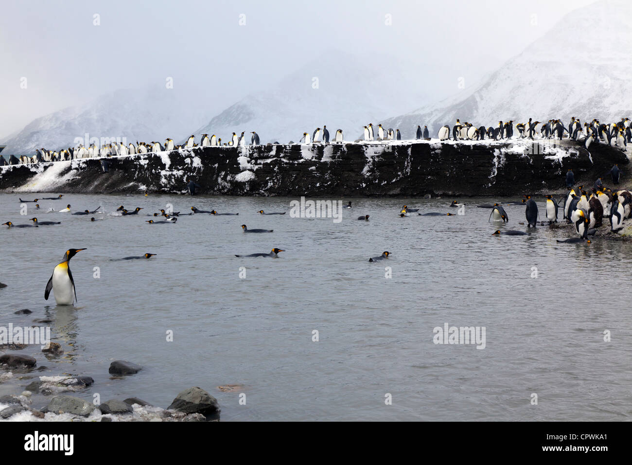 king Penguin crossing fresh water glacial stream, St Andrew's Bay ...