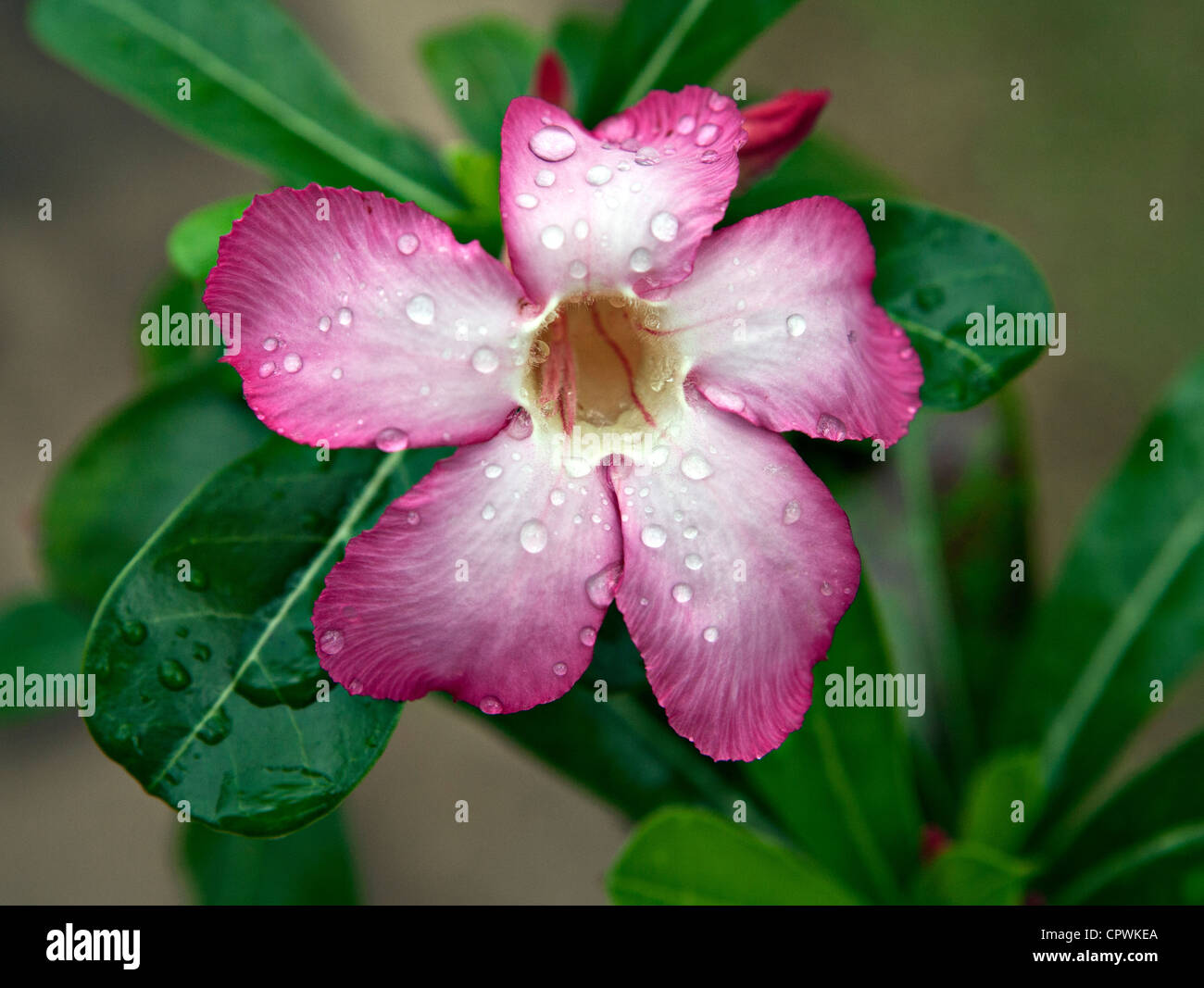 Periwinkle catharanthus roseus flower in closeup Stock Photo - Alamy