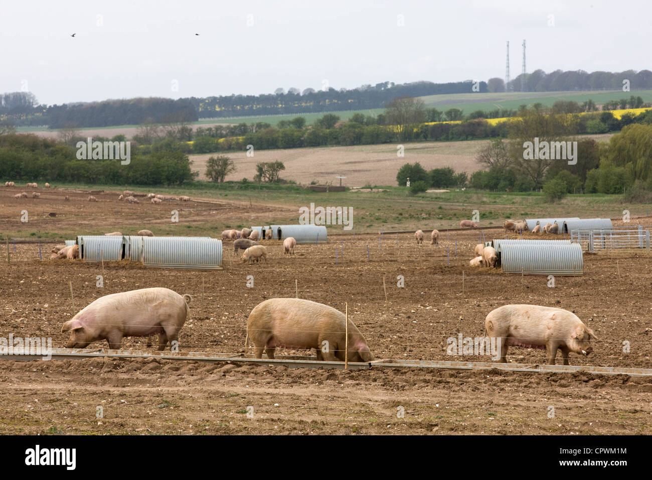 Free range Pigs In Norfolk Stock Photo - Alamy