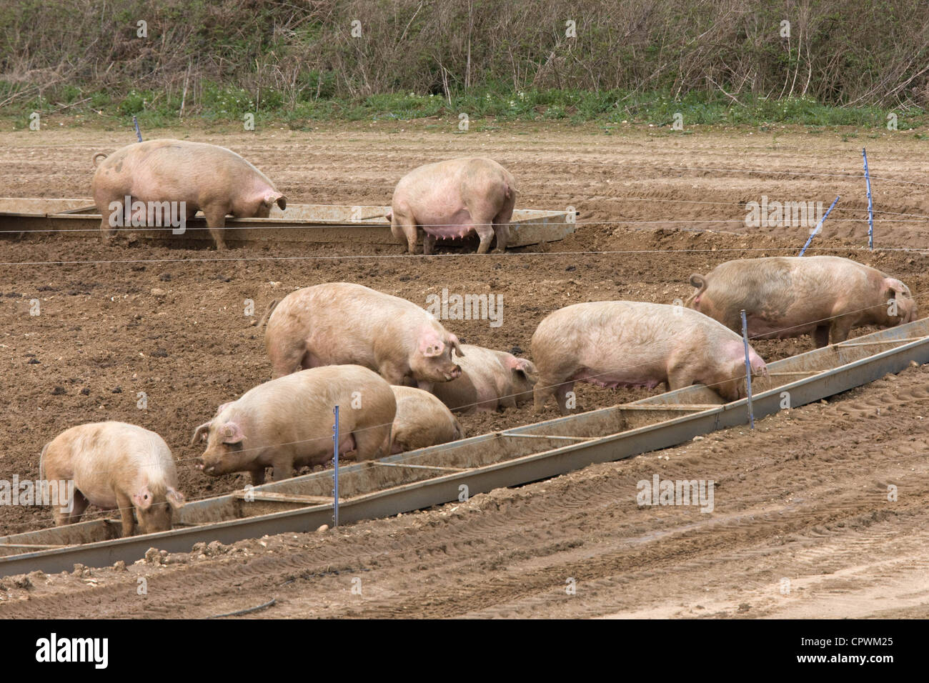 Free range Pigs In Norfolk Stock Photo - Alamy