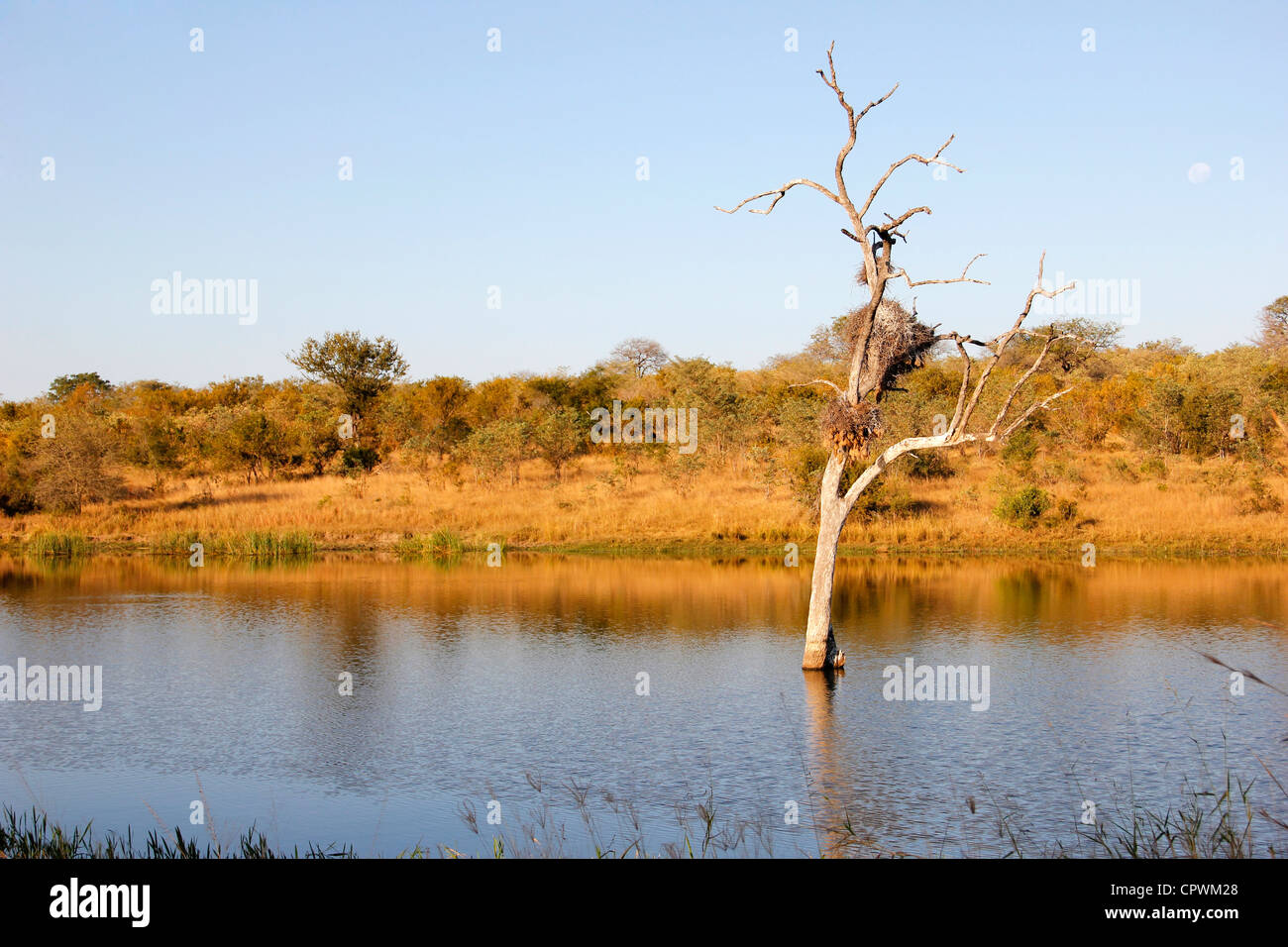 Tree in middle of lake Stock Photo - Alamy