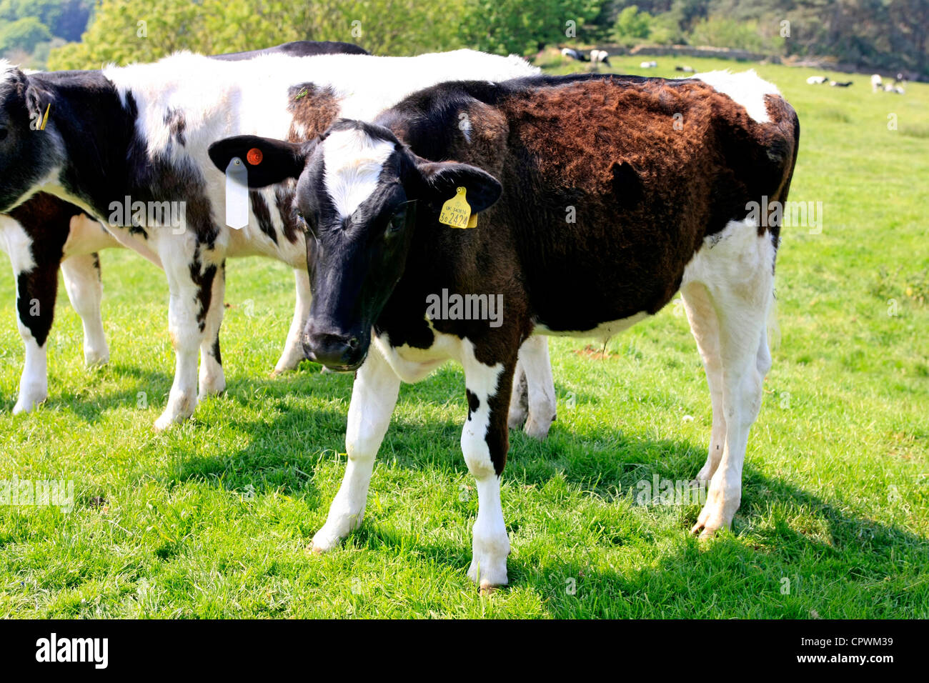 Black & White Friesian calves Stock Photo - Alamy