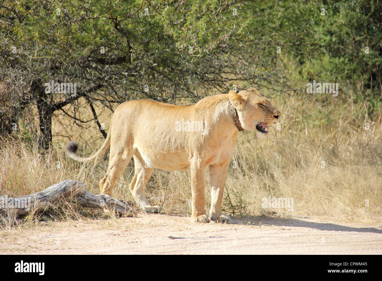 Lioness with a tracking collar around her neck Stock Photo - Alamy
