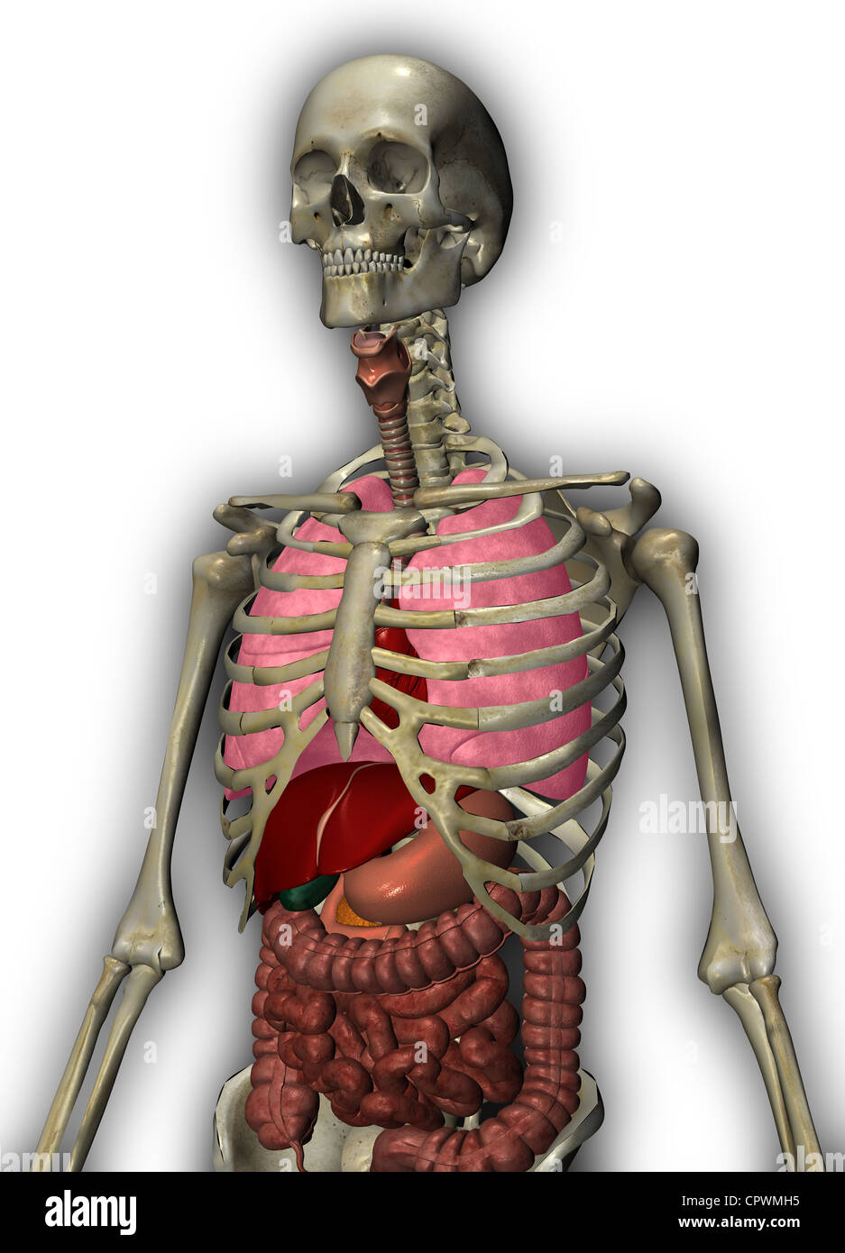 Anatomical illustration of the human body Stock Photo - Alamy