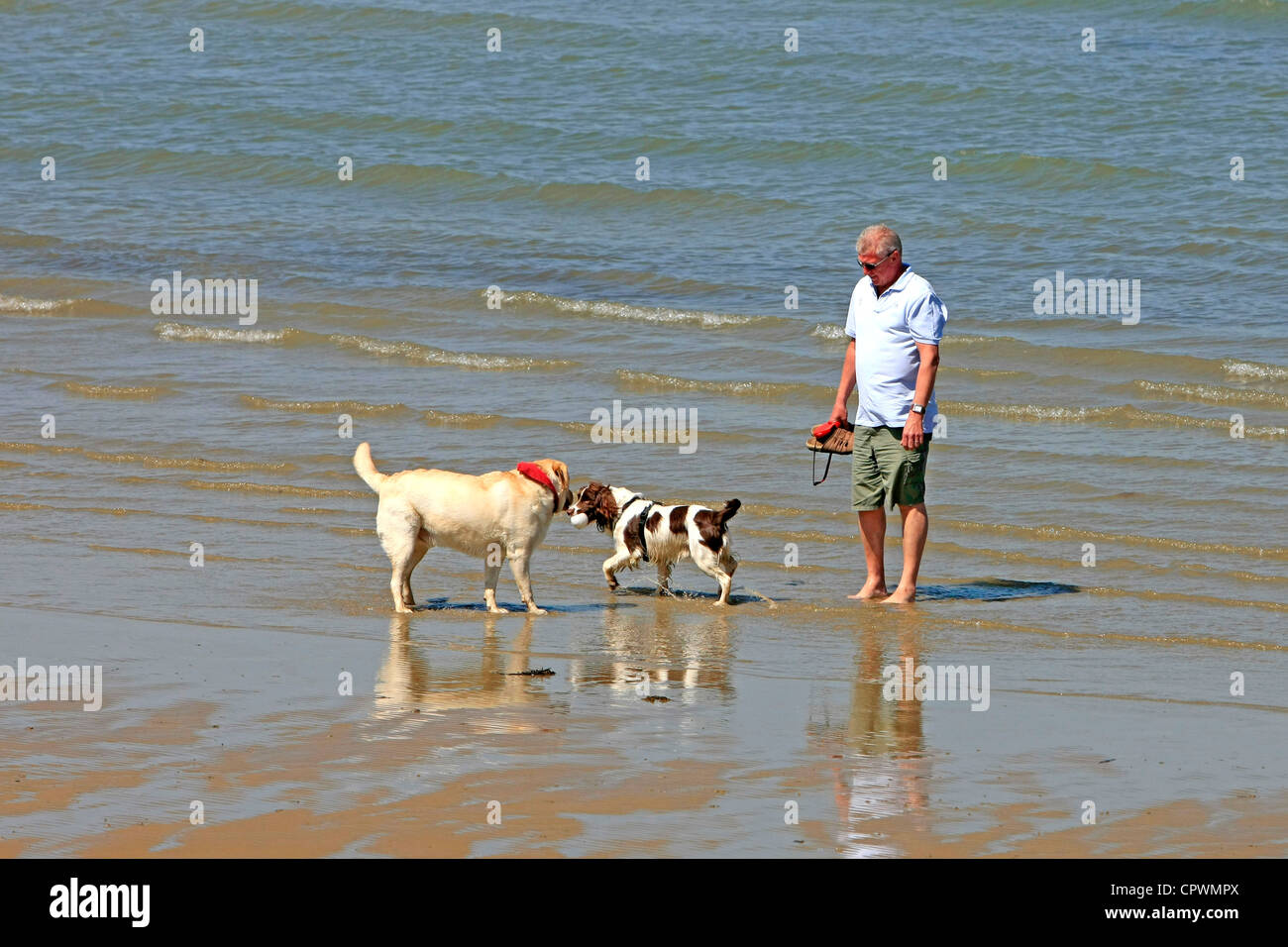 Tow dogs having fun on the beach with their owner Stock Photo - Alamy