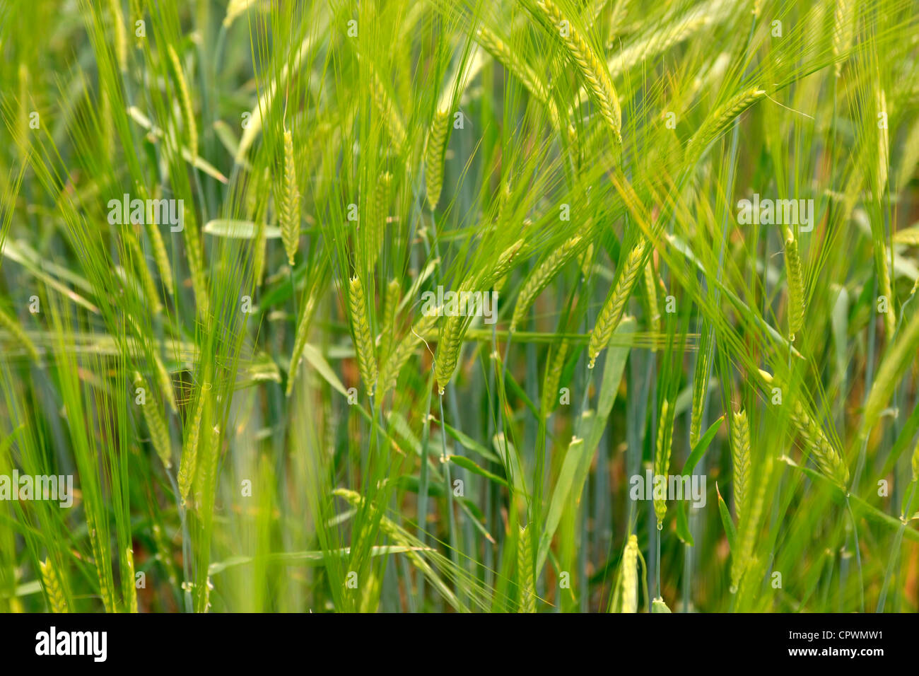 Wheat field in England Stock Photo - Alamy