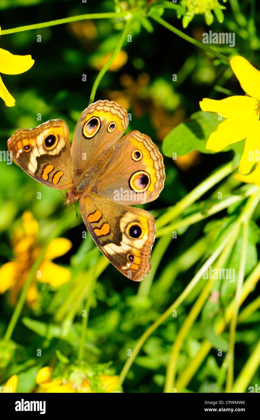 Yellow buckeye hi-res stock photography and images - Alamy