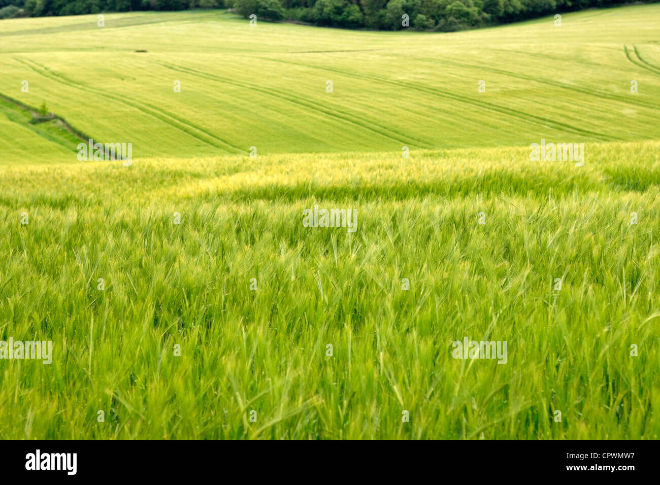 Wheat field in England Stock Photo - Alamy