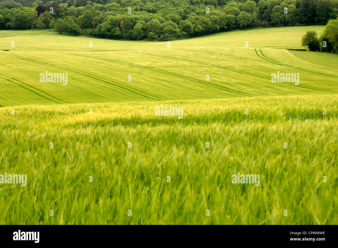 Wheat field in England Stock Photo - Alamy