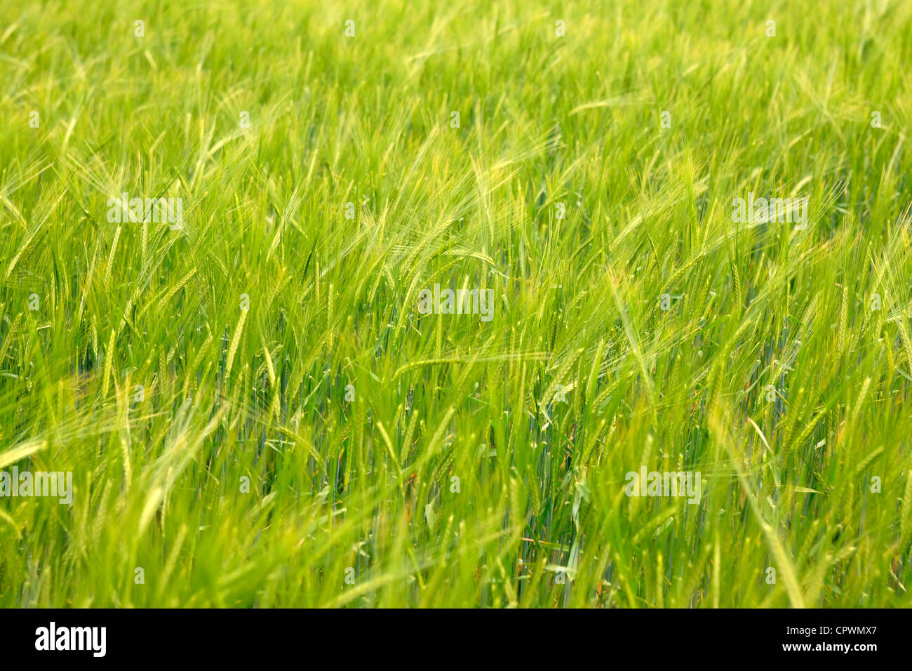 Pastoral farming england wheat hi-res stock photography and images - Alamy