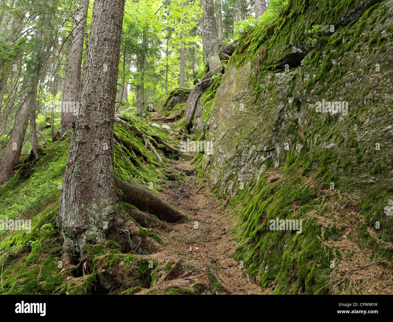 Wald landschaft hi-res stock photography and images - Alamy